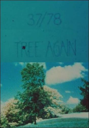 Image gallery for 37/78: Tree Again (S) (S) - FilmAffinity