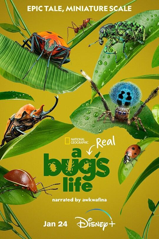 Image gallery for A Real Bug's Life (TV Series) - FilmAffinity
