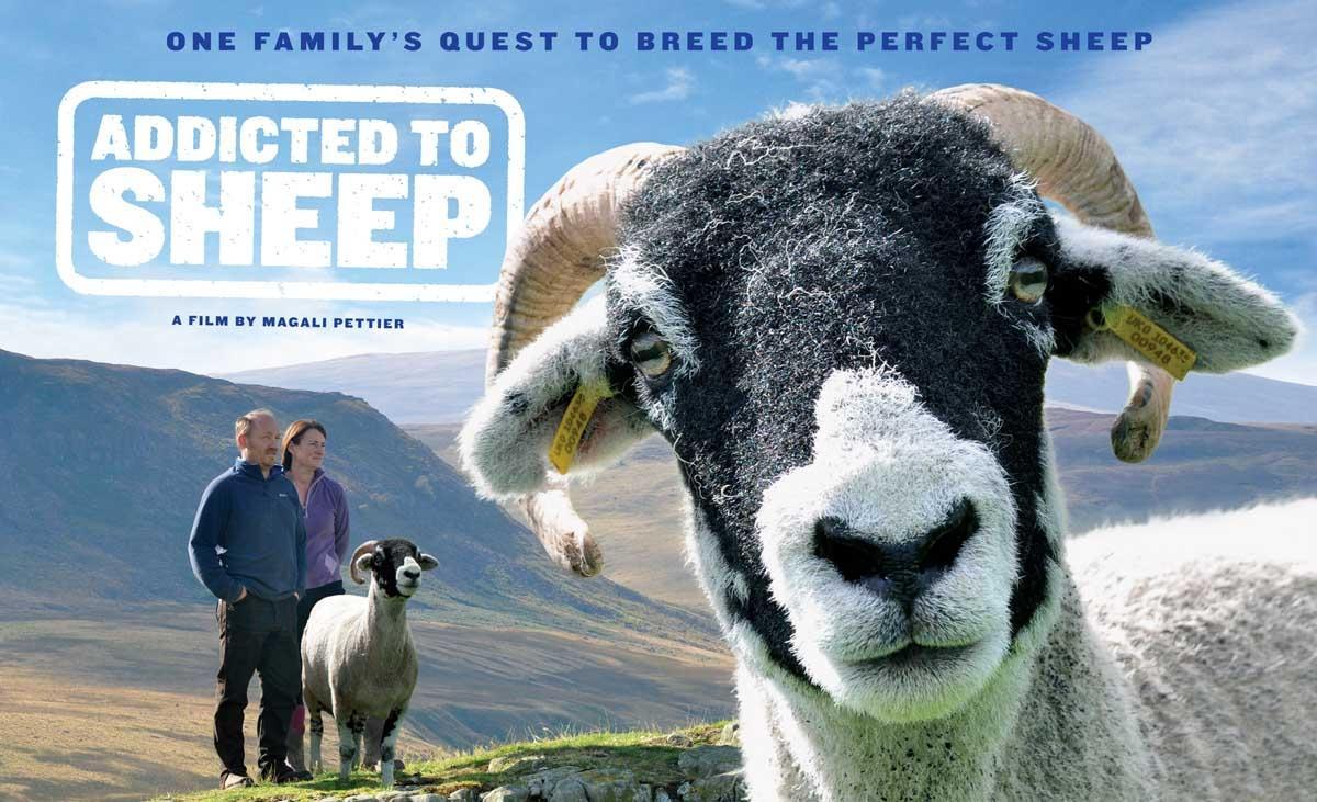 Image gallery for Addicted to Sheep - FilmAffinity