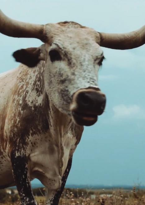 Image gallery for Alt-J: Left Hand Free (Version 1) (Music Video ...