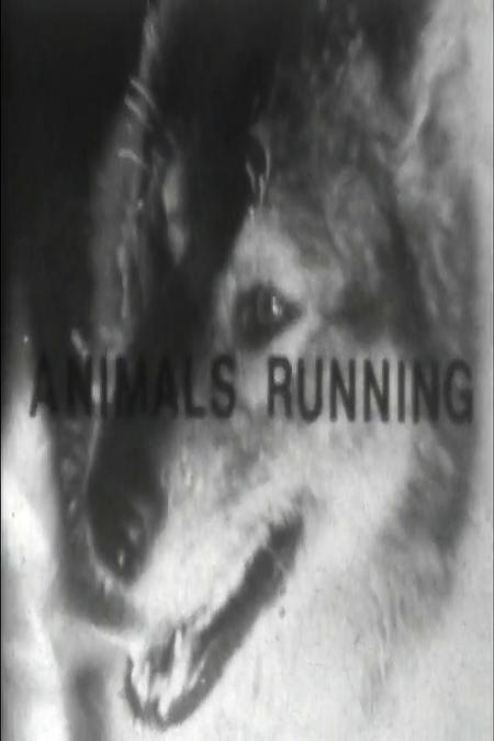 Image gallery for Animals Running (S) - FilmAffinity