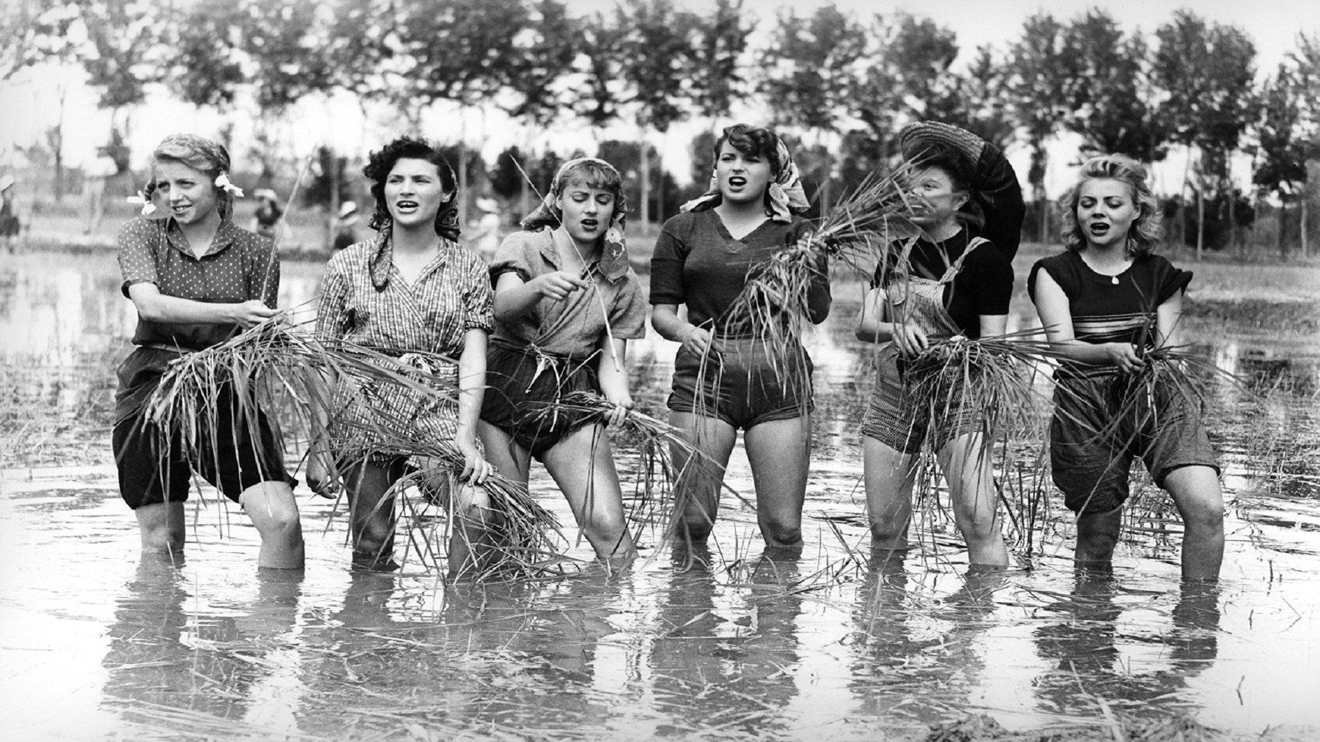 Image gallery for Bitter Rice - FilmAffinity