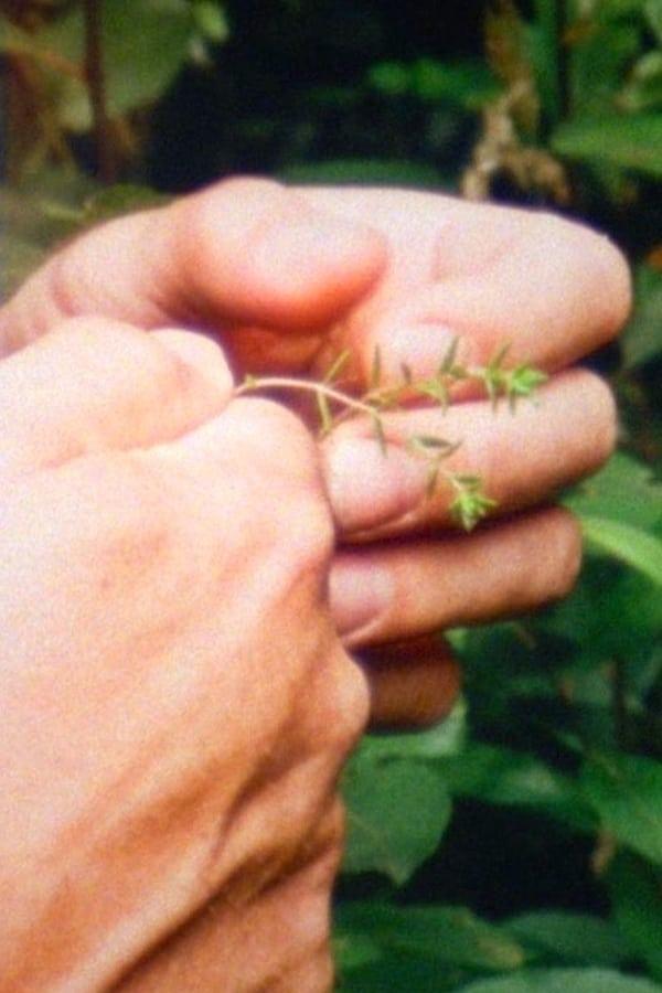 Image gallery for Black Pond - FilmAffinity