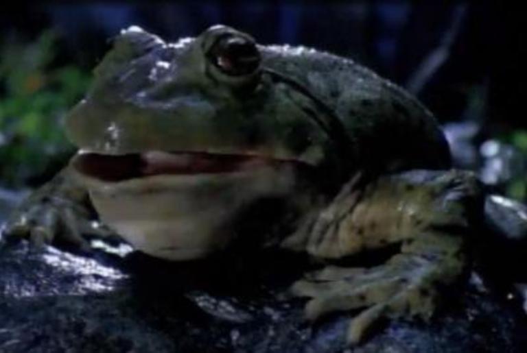 Image gallery for Budweiser: Frogs (S) - FilmAffinity