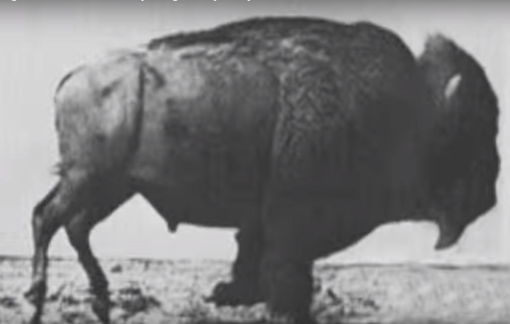 Sección visual de Buffalo Running (C) - FilmAffinity