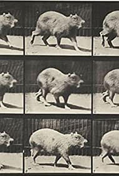 Sección visual de Capybara Walking (C) - FilmAffinity