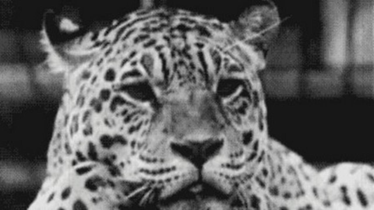 Image gallery for Carousel: Animal Opera (S) - FilmAffinity