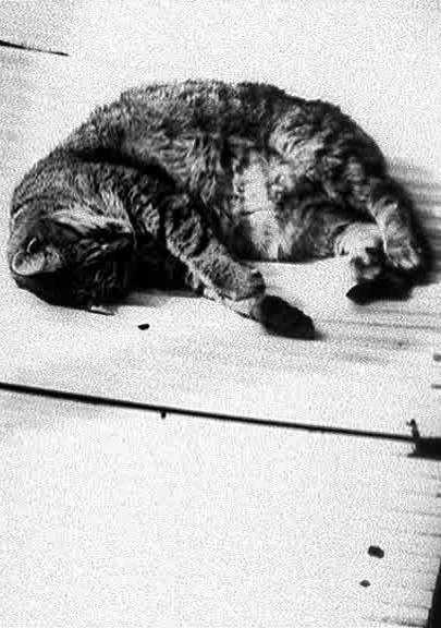 Sección visual de Cat (C) - FilmAffinity