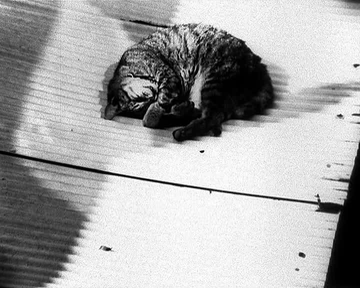 Sección visual de Cat (C) - FilmAffinity