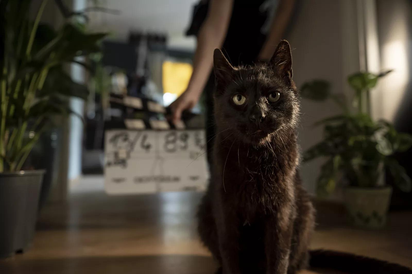 Image gallery for Cat Call - FilmAffinity