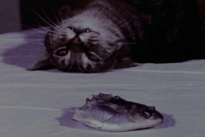 Sección visual de Cat Food (C) - FilmAffinity