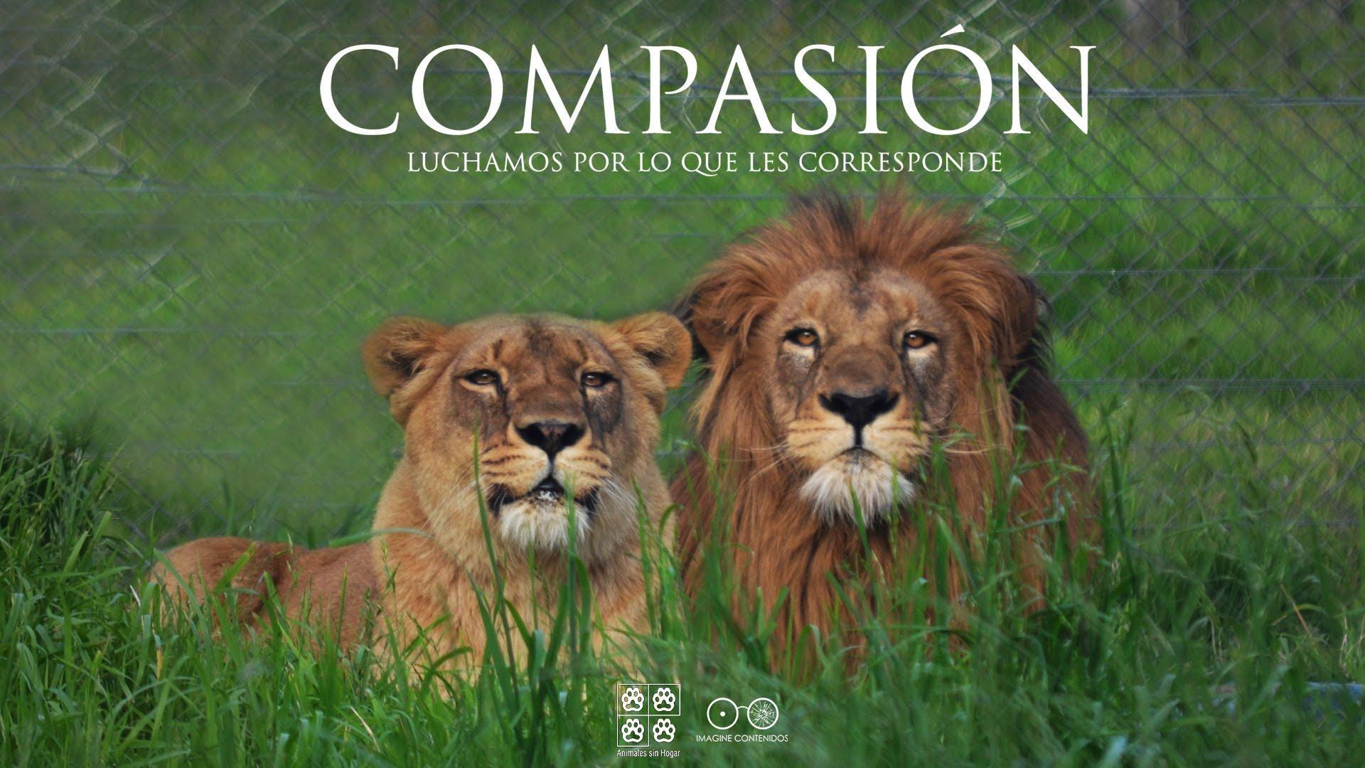 Image gallery for Compasión - FilmAffinity