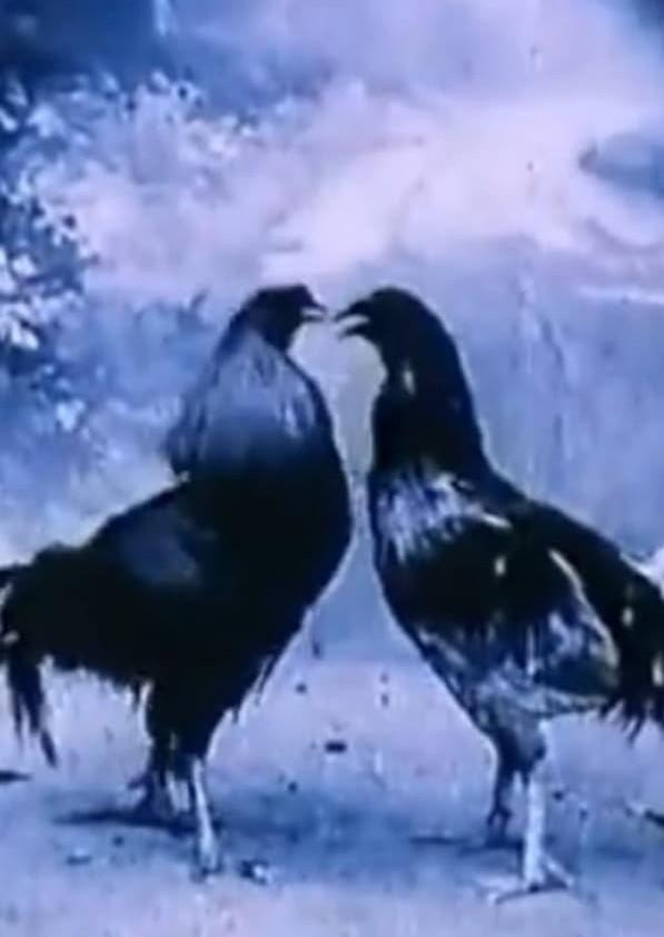 Image gallery for Criminal Animals (S) - FilmAffinity