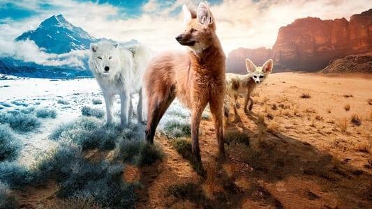 Image gallery for Dogs in the Wild (TV Miniseries) - FilmAffinity