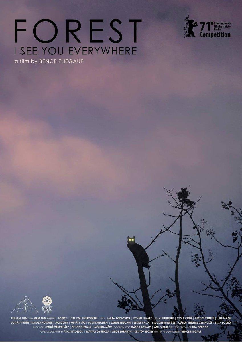 Image gallery for Forest - I See You Everywhere - FilmAffinity