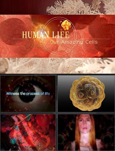 Image gallery for Human Life: Our Amazing Cells (TV Miniseries ...