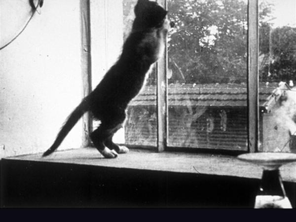 Sección visual de Le chat qui joue (C) - FilmAffinity