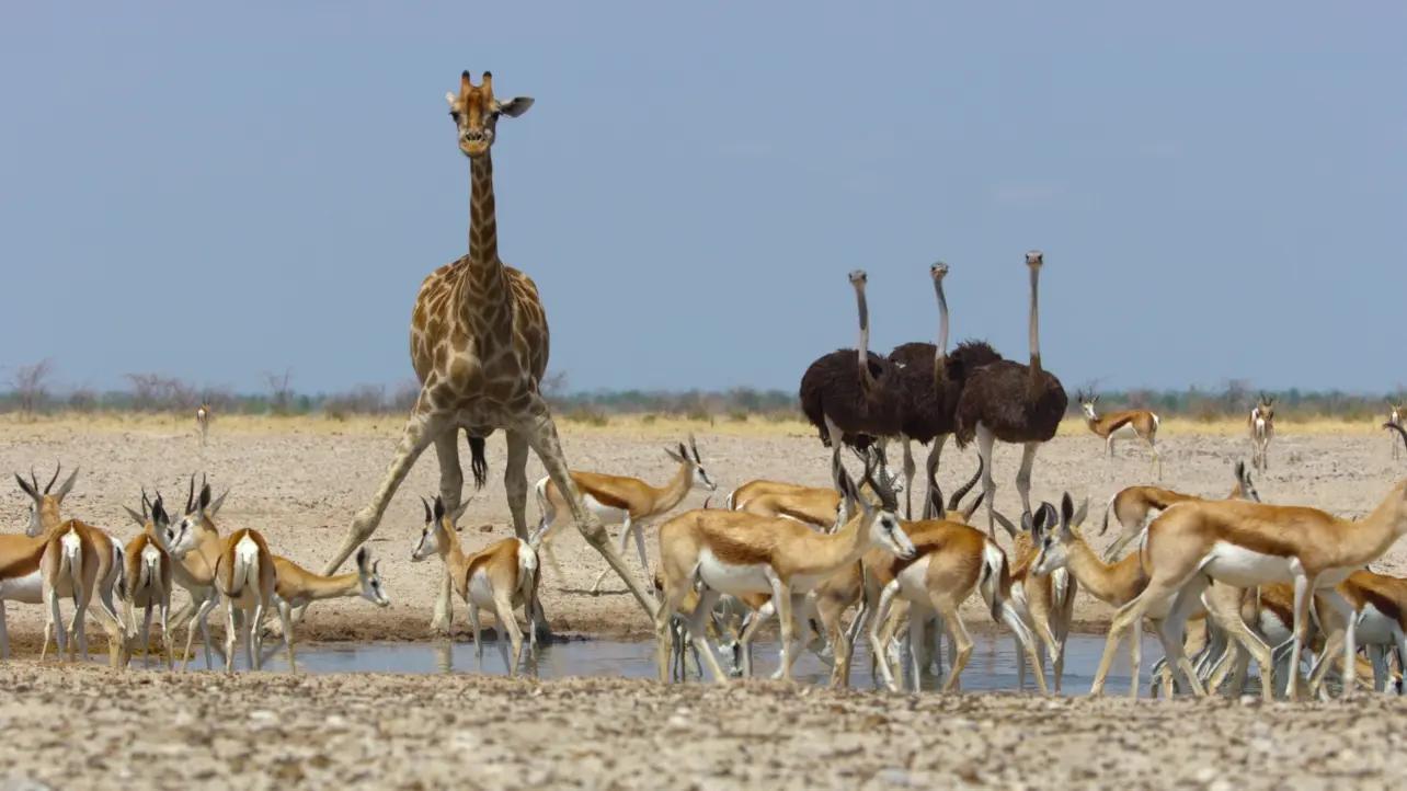Image gallery for Life on Our Planet (TV Series) - FilmAffinity