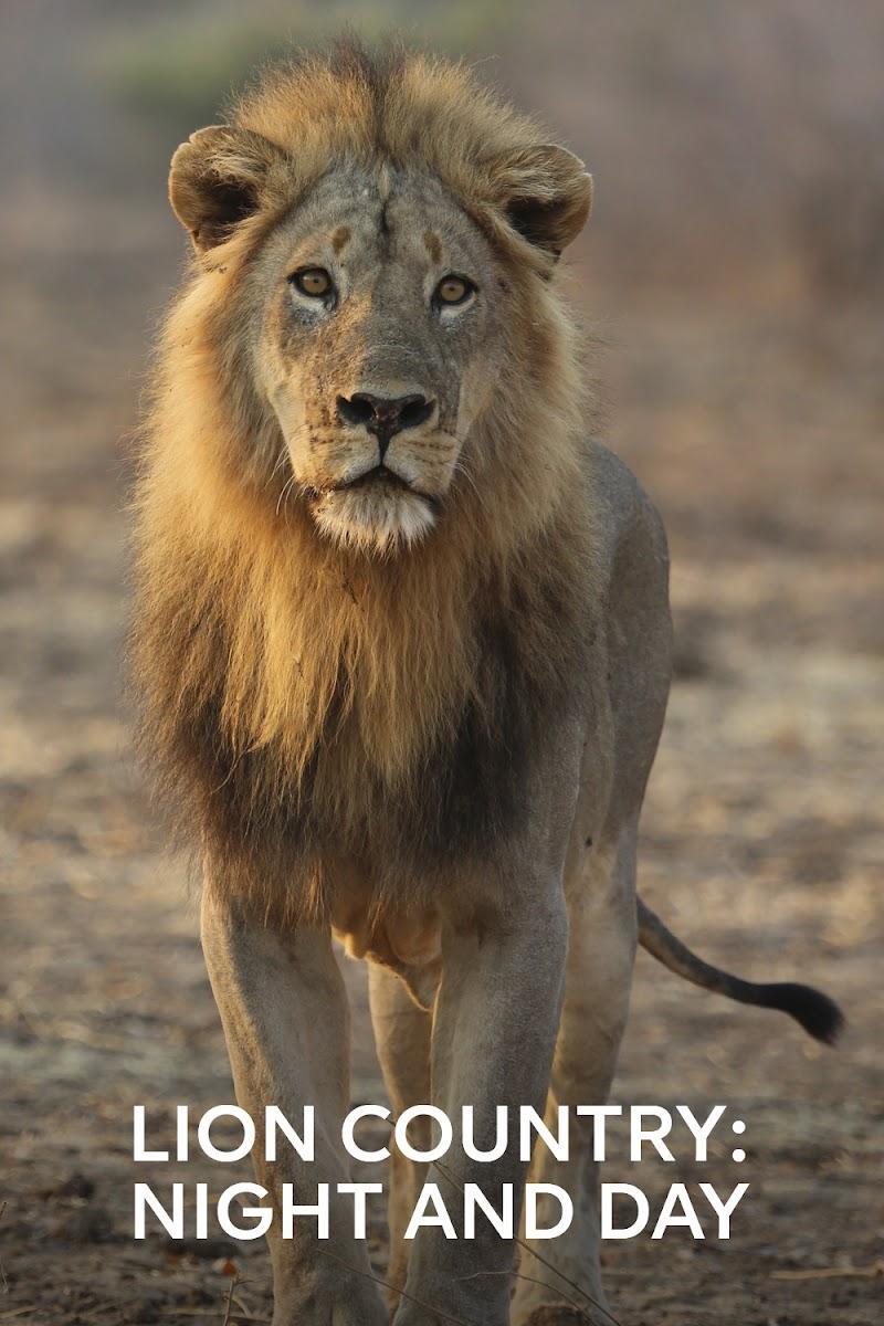 Image gallery for Lion Country: Night and Day (TV Miniseries ...