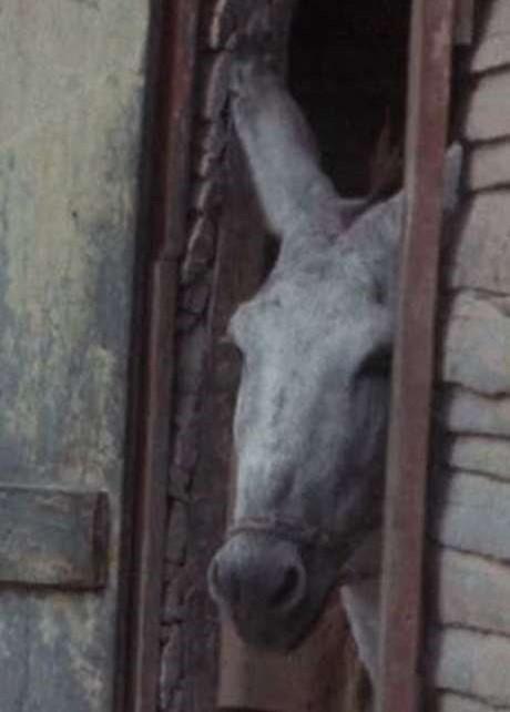 Image gallery for Machete Gillette… Mama - FilmAffinity