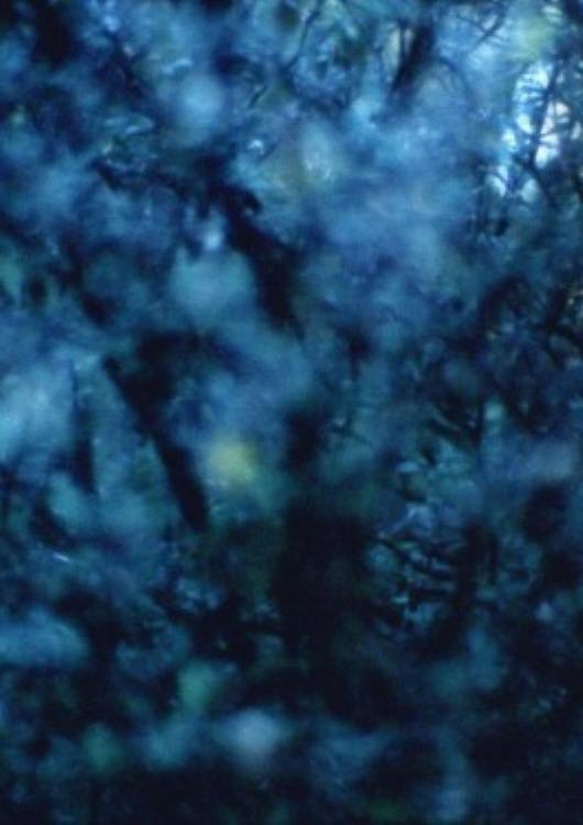 Sección visual de Monody (C) - FilmAffinity