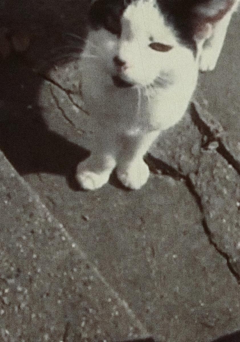 Sección visual de My Cat, My Garden, and 9/11 (C) - FilmAffinity