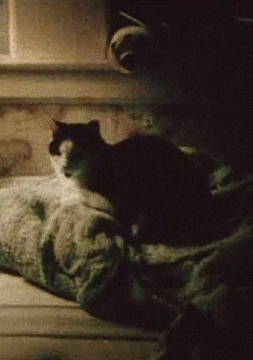 Sección visual de My Cat, My Garden, and 9/11 (C) - FilmAffinity