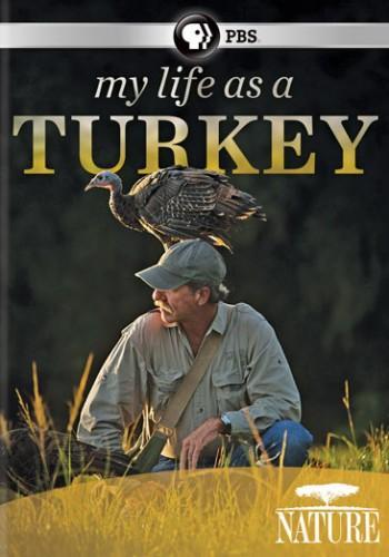 Image gallery for My Life as a Turkey (TV) - FilmAffinity