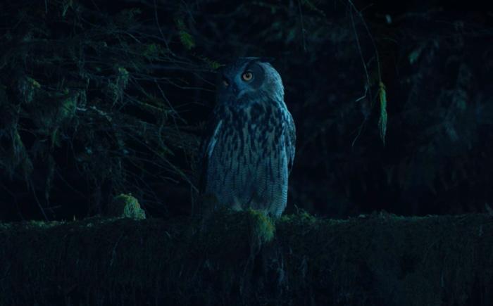 Sección visual de Owl (C) - FilmAffinity