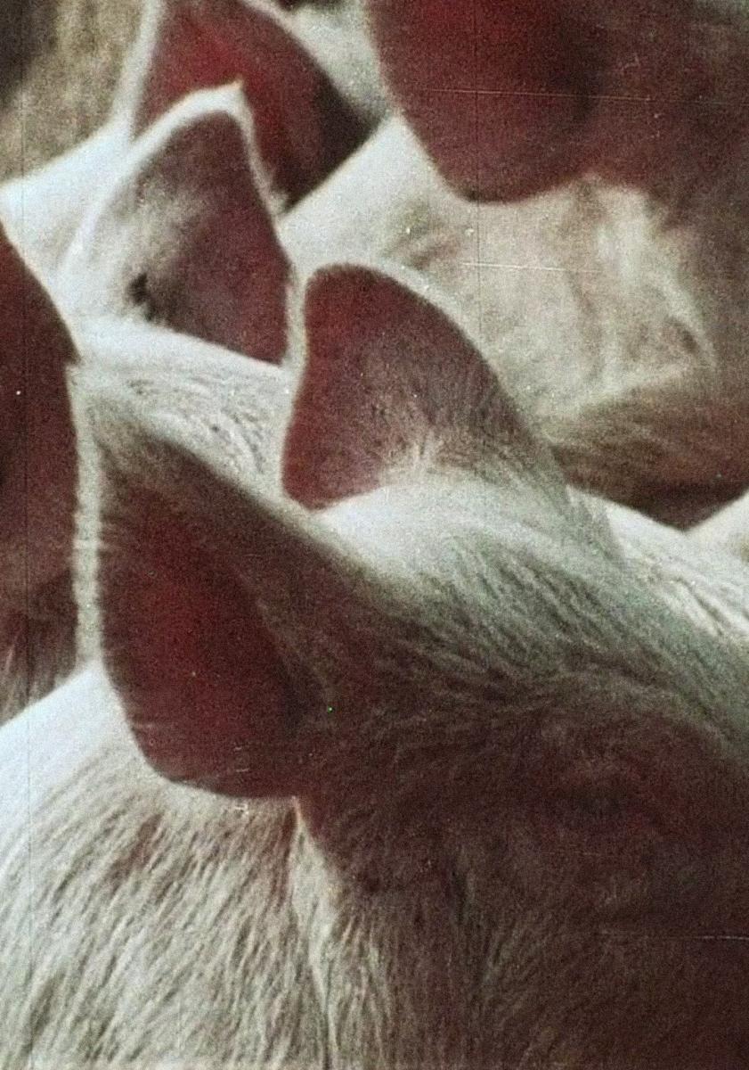 Sección visual de Pigs! (C) - FilmAffinity