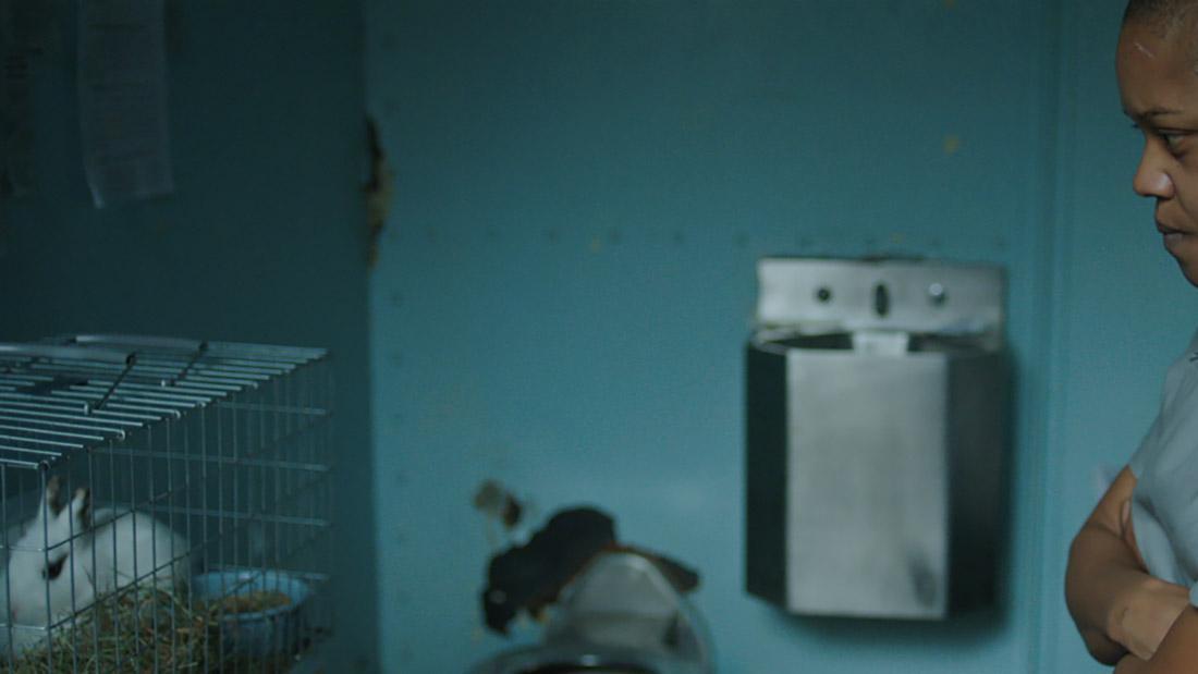 Sección visual de Rabbit (C) - FilmAffinity