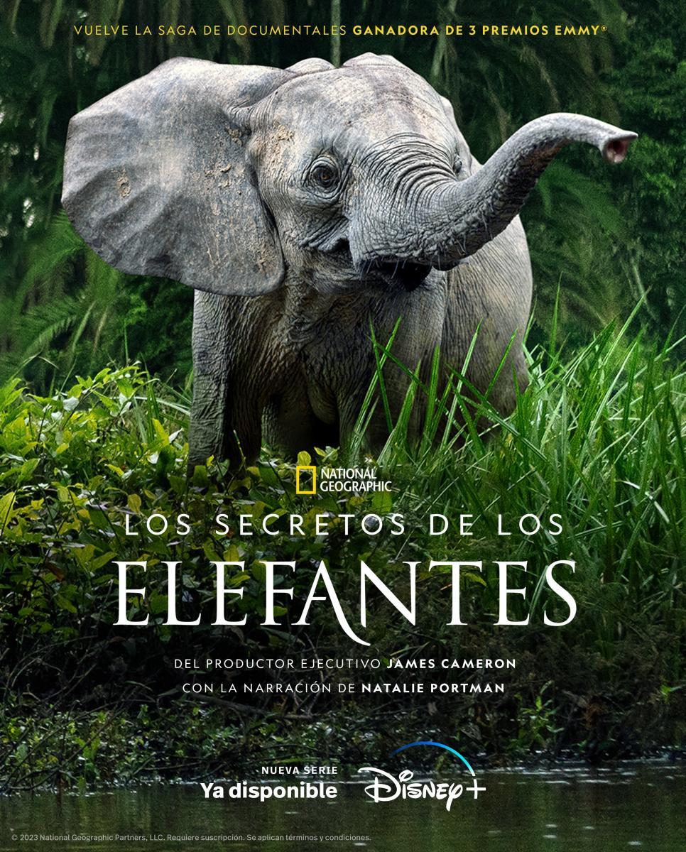 Image gallery for Secrets of the Elephants (TV Miniseries) - FilmAffinity