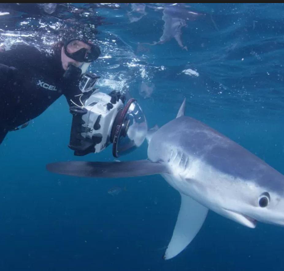 Image gallery for Shark Vortex (TV) - FilmAffinity