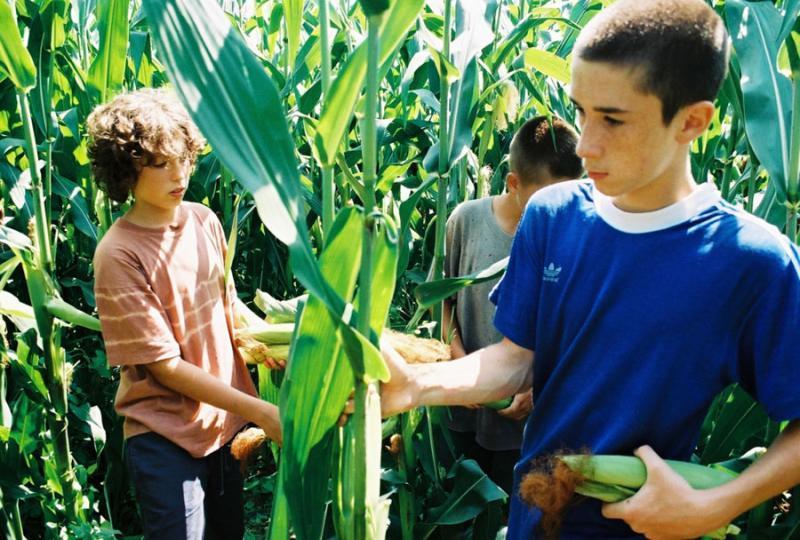Sección visual de Stealing the Corn (C) - FilmAffinity