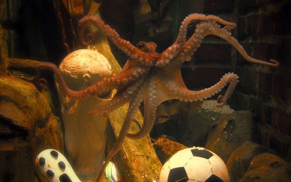 Image gallery for The Life and Times of Paul the Psychic Octopus ...