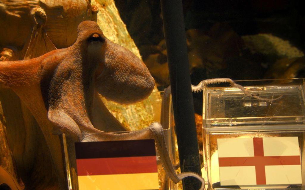 Image gallery for The Life and Times of Paul the Psychic Octopus ...