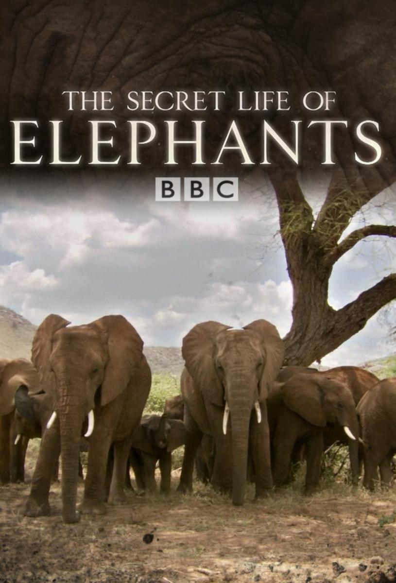 Image gallery for The Secret Life of Elephants (TV Miniseries ...