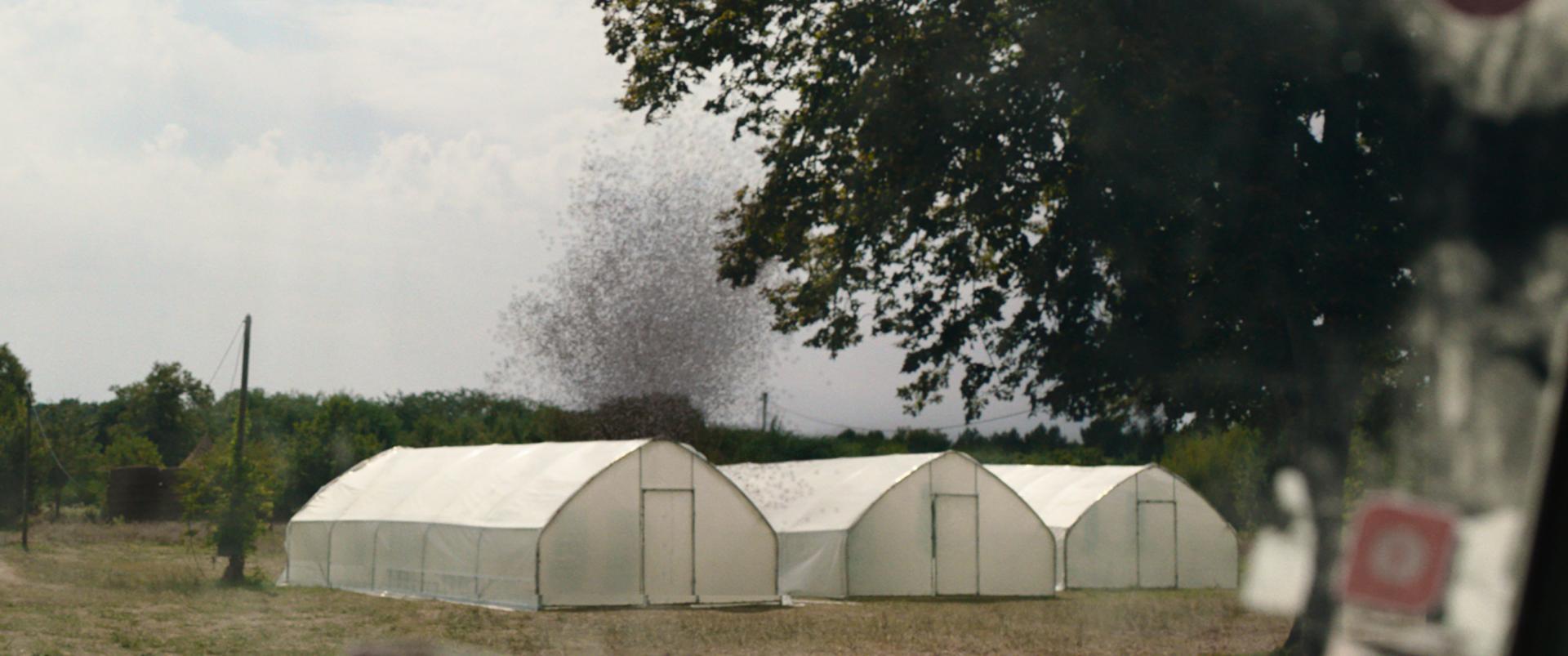 Image gallery for The Swarm - FilmAffinity