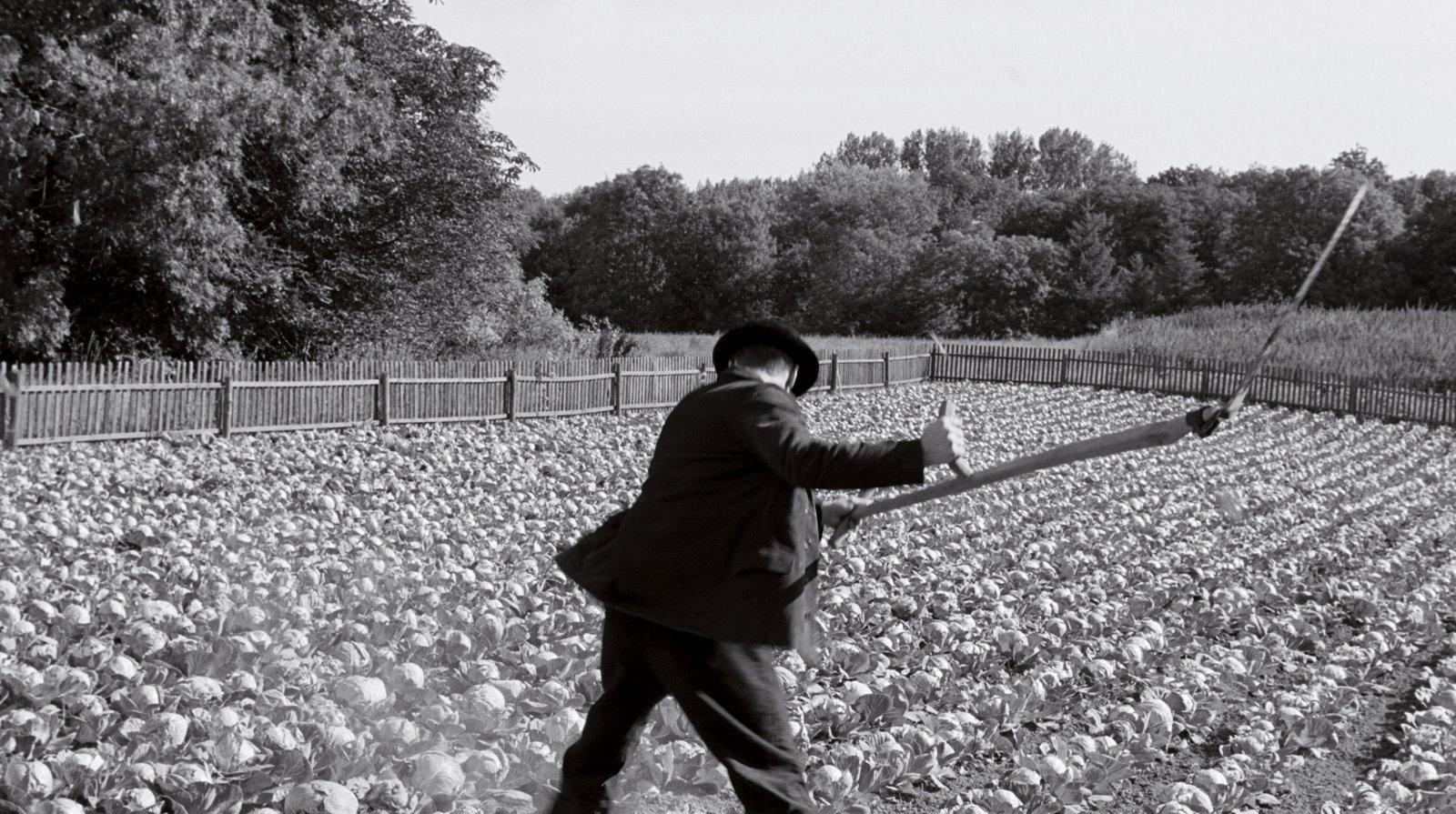 Image gallery for The White Ribbon - FilmAffinity