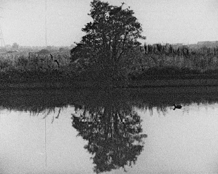 Image gallery for Tree Reflection (S) - FilmAffinity
