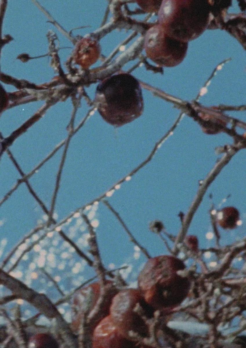 Image gallery for Tree of Knowledge - FilmAffinity