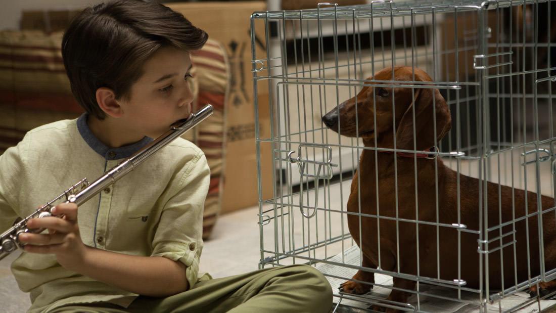 Image gallery for Wiener-Dog - FilmAffinity