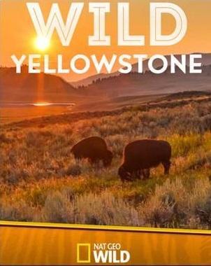Image gallery for Wild Yellowstone (TV Miniseries) - FilmAffinity