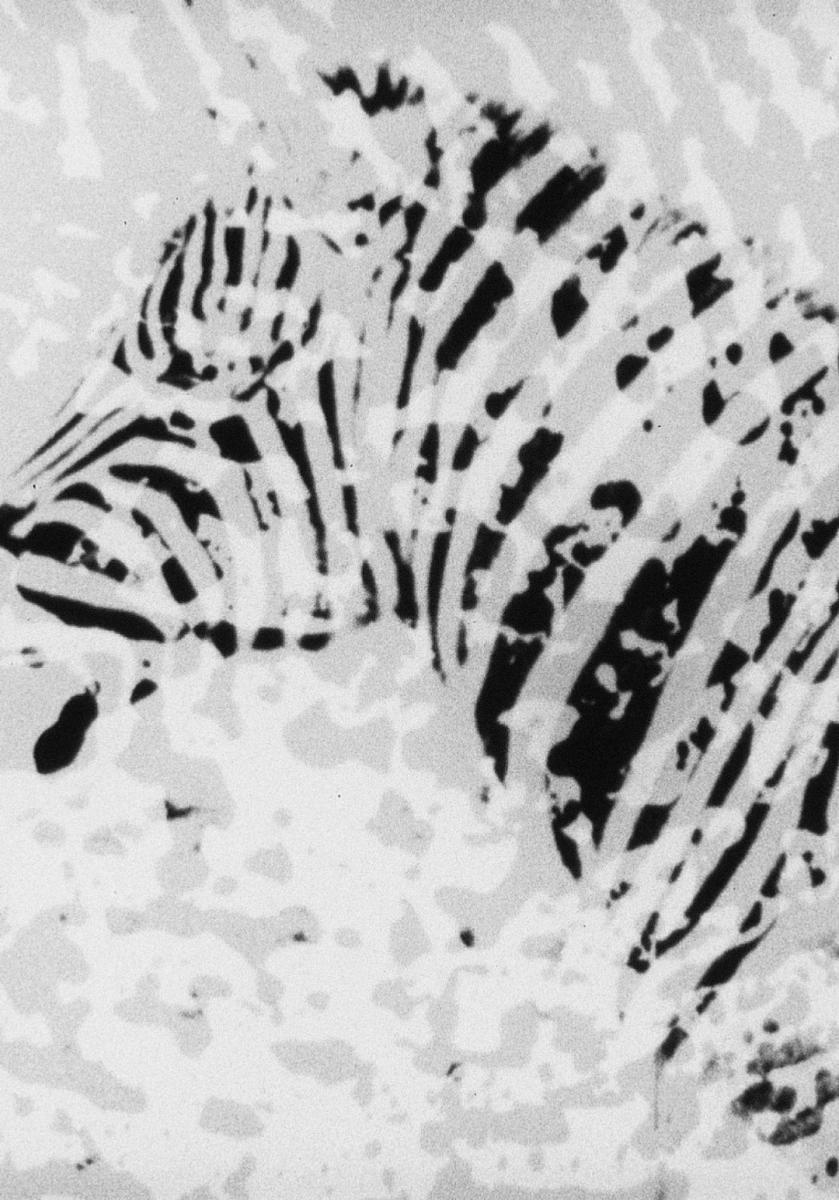 Sección visual de Zebra (C) - FilmAffinity