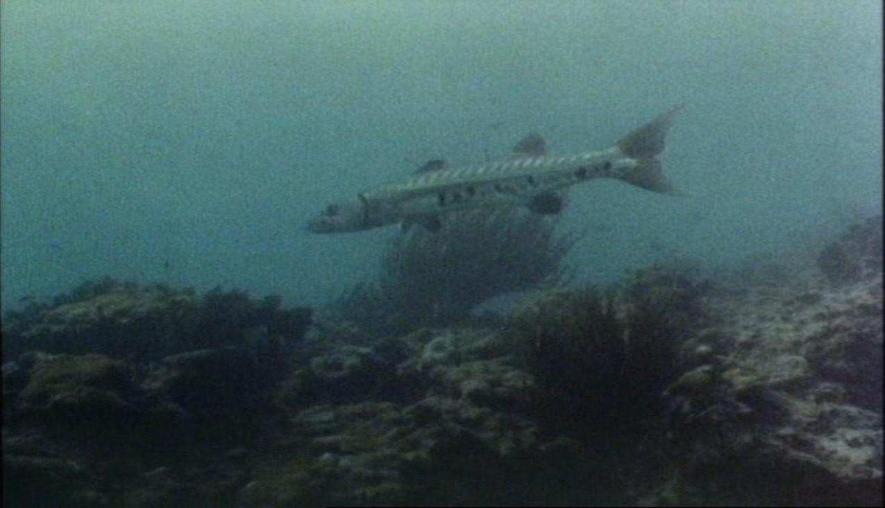 Image gallery for Barracuda - FilmAffinity