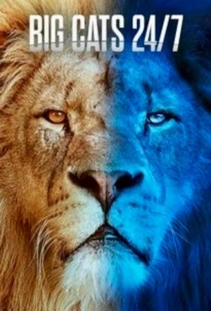 Sección visual de Felinos noche y día (Serie de TV) - FilmAffinity