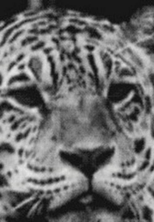 Carousel: Animal Opera (C) (1938) - FilmAffinity