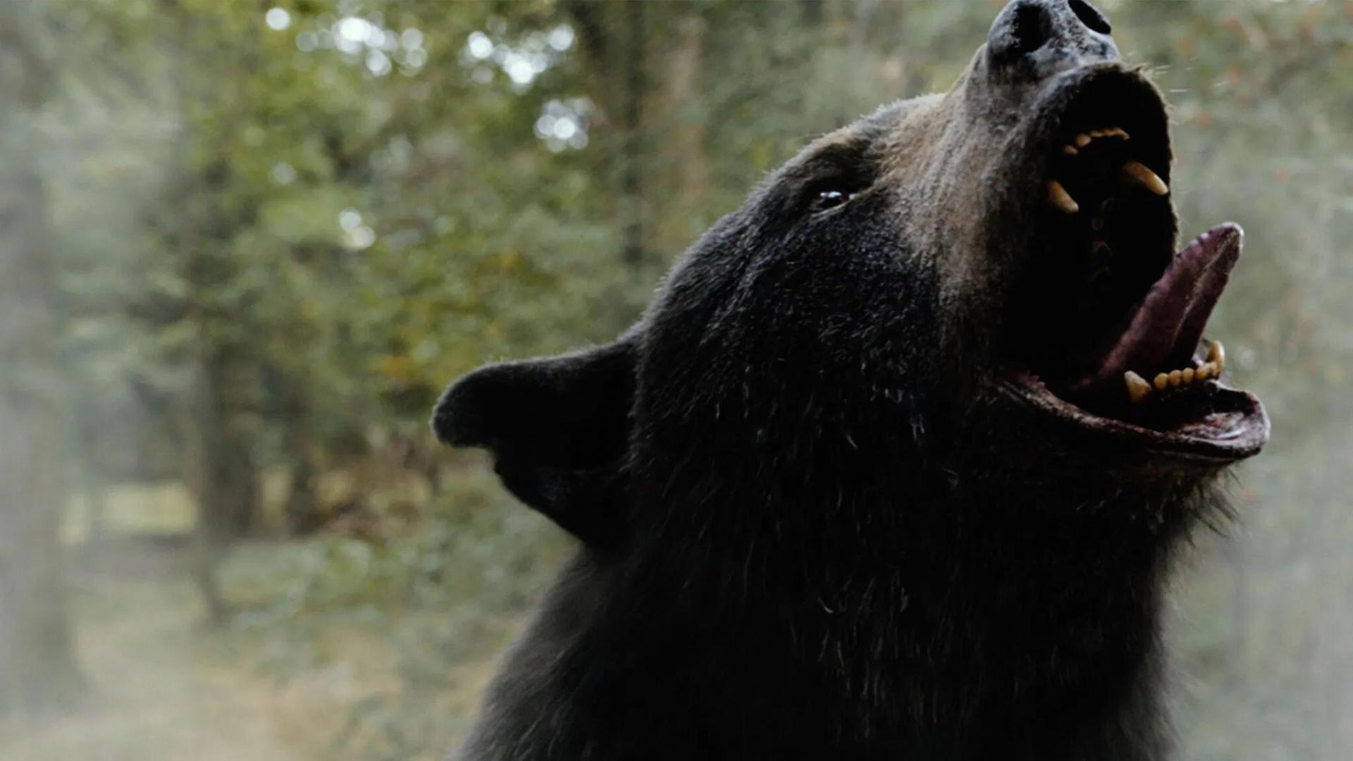 Sección visual de Oso vicioso - Filmaffinity