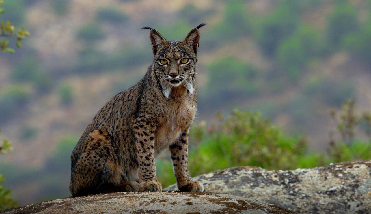 Sección visual de El reino del lince ibérico - FilmAffinity