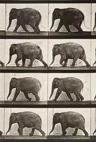 Full credits of "Elephant walking (S)" - FilmAffinity